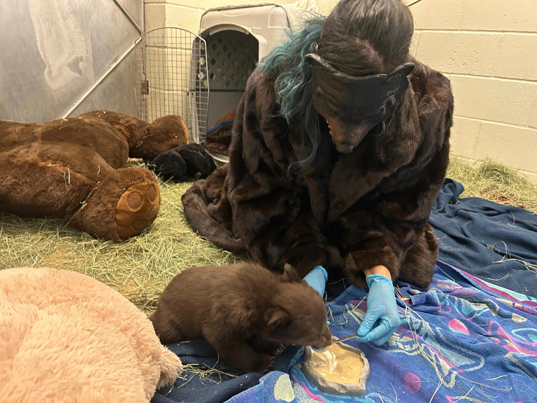 Orphaned California bear cubs hit a milestone. What happens next?