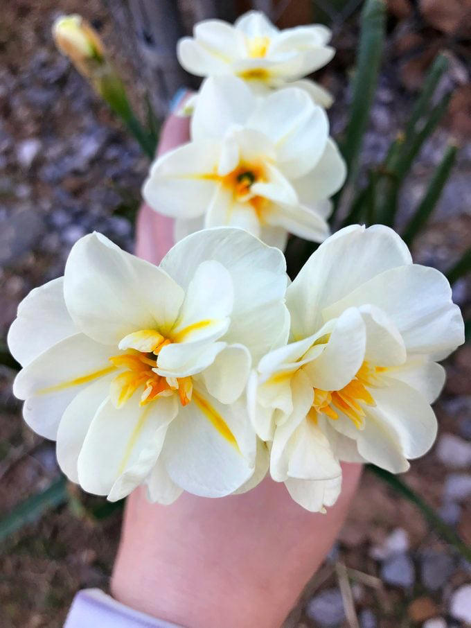 Daffodils not blooming? Here’s what to do