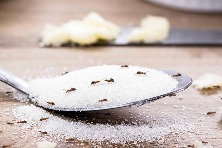 6 sneaky things that might be inviting ants into your home