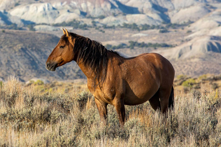 Over 14,000 wild horses are set to be rounded up and removed from the ...