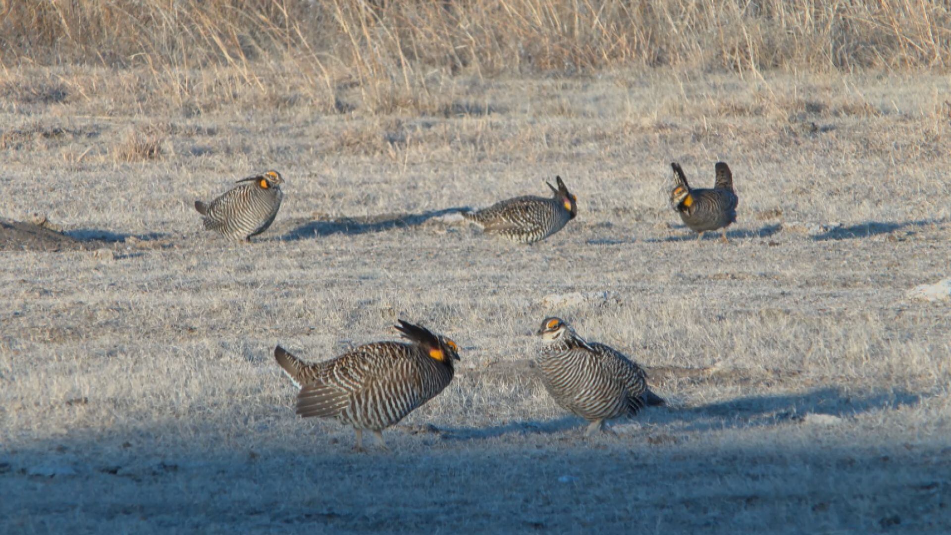 Prairie chickens, tourism business booming at Buffalo County farm