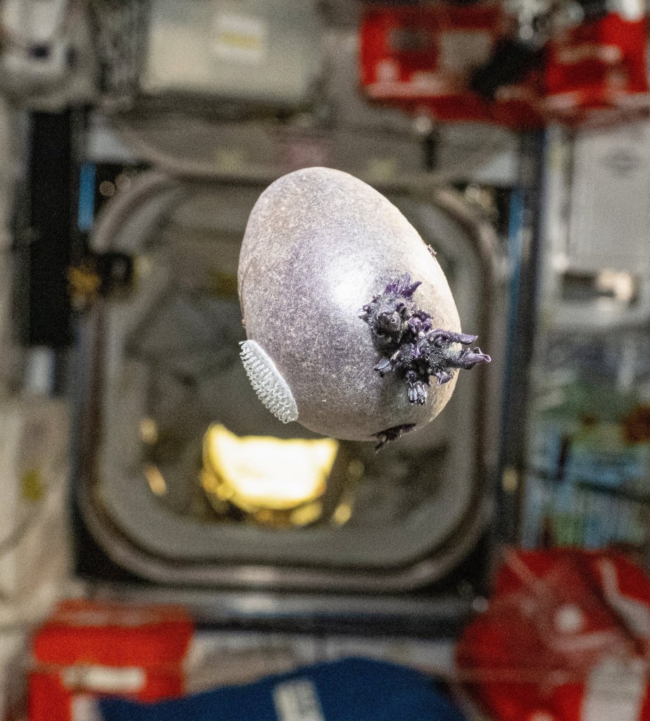 Strange ‘alien-like’ purple growth sprouts from a potato grown on the ISS