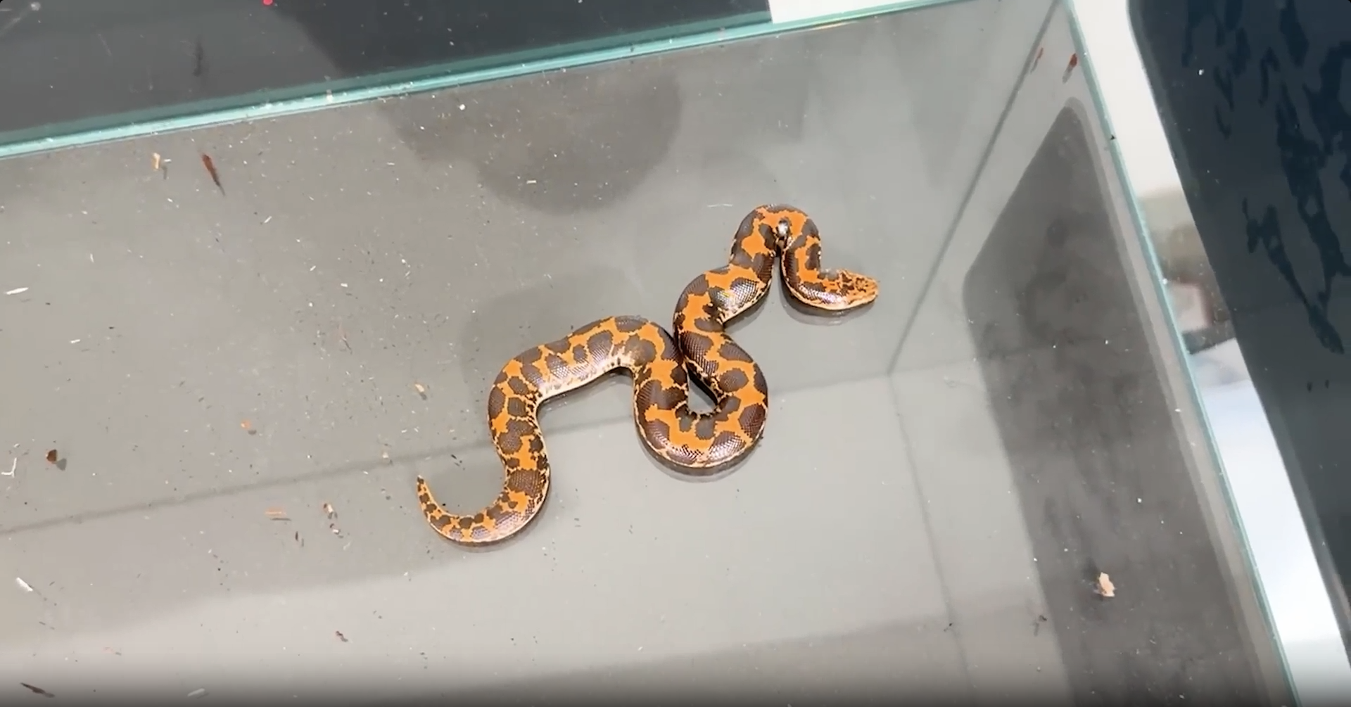 I transformed an abandoned snake’s home