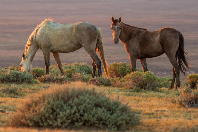 Over 14,000 wild horses are set to be rounded up and removed from the ...