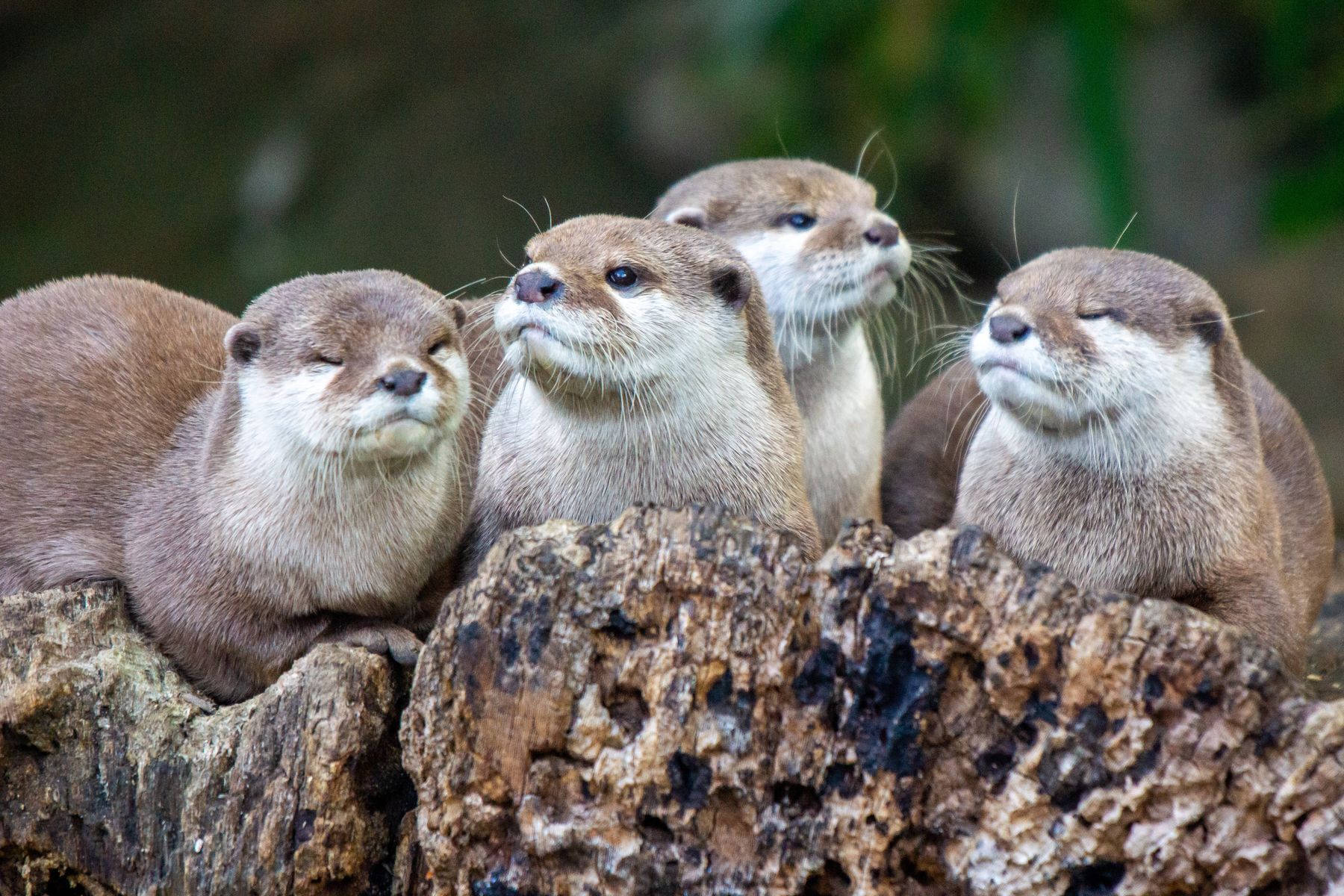 Otterly adorable: 6 interesting facts about otters