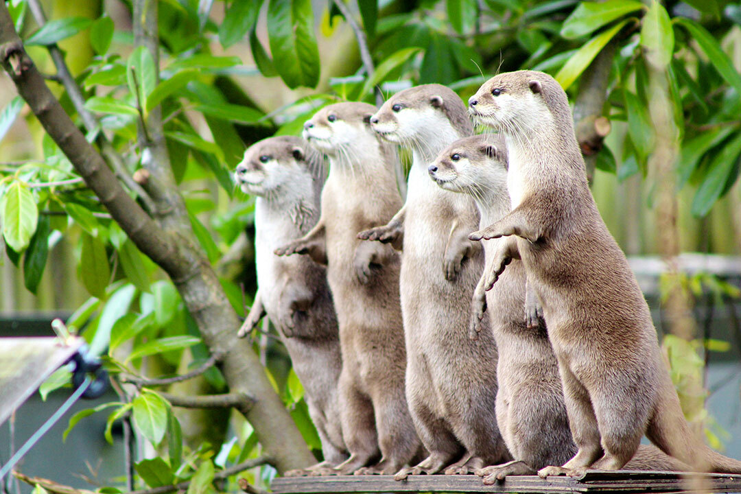 Otterly adorable: 6 interesting facts about otters