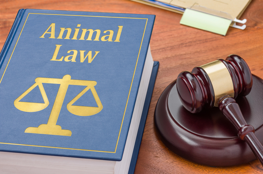 Strange laws about pets around the world