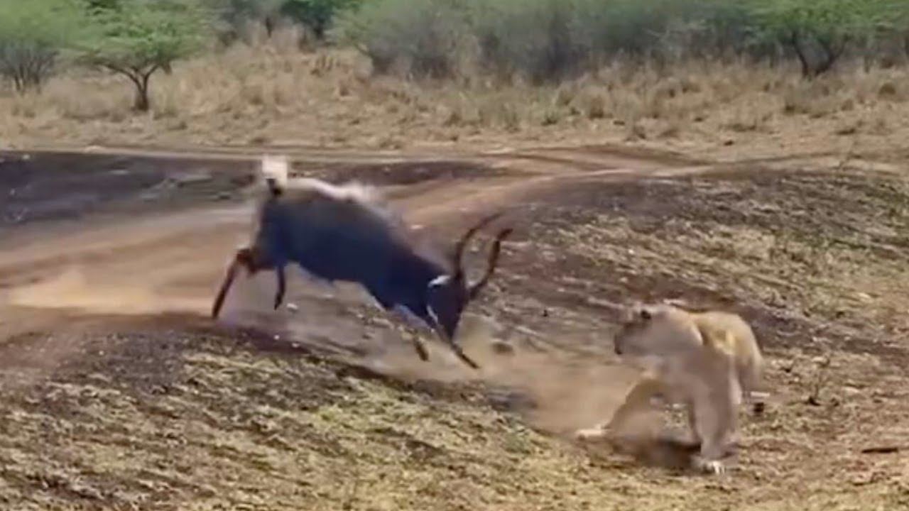 Brave antelope races to escape two predators!