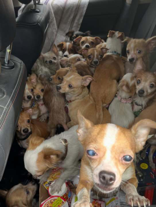Photos: 42 dogs rescued after Northwest Indiana fire