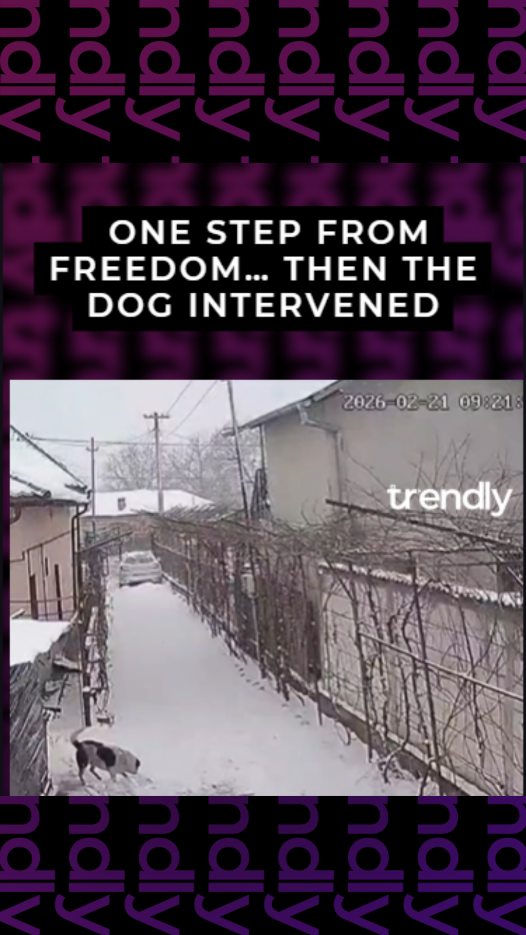 Dog knocks down a boy as he walks past
