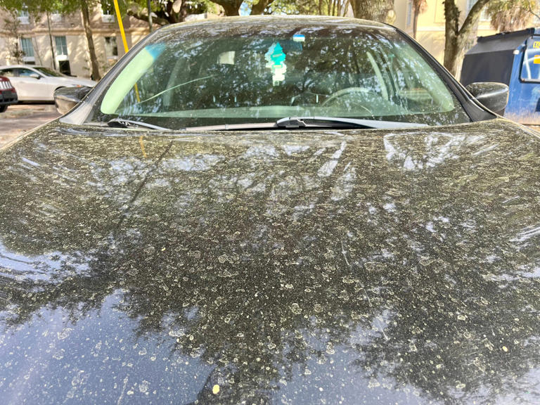 What is the pollen count in Georgia today? Here's what the data shows