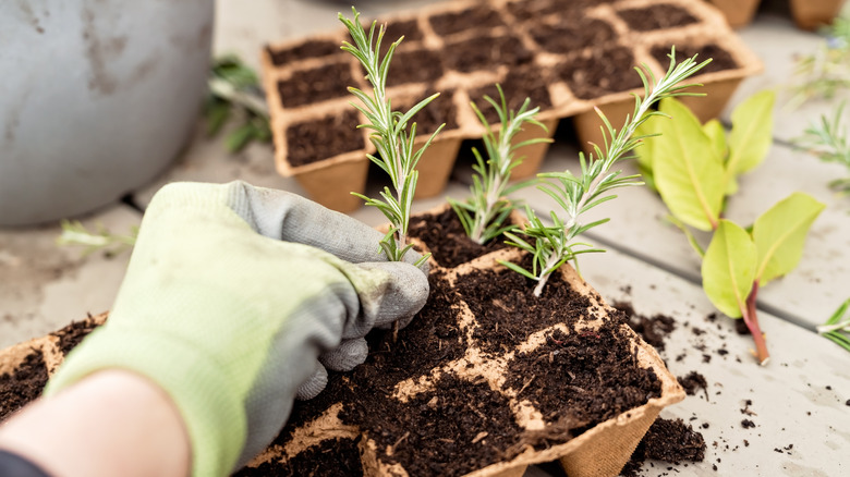 Must-know tips for propagating rosemary in your herb garden