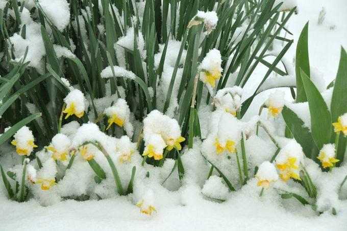 Daffodils not blooming? Here’s what to do