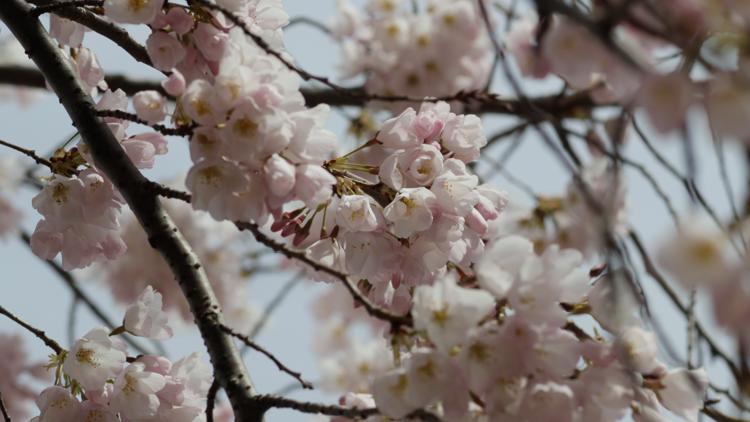 Peak cherry blossoms arrive soon: The six stages of cherry blossom ...
