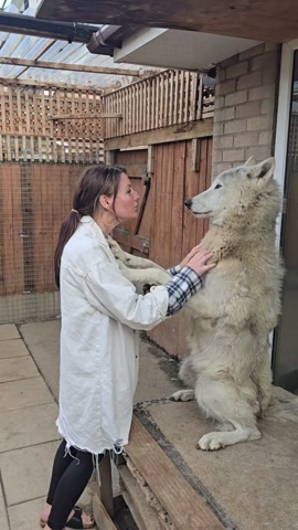 Big wolf shows off his adorable meerkat impression