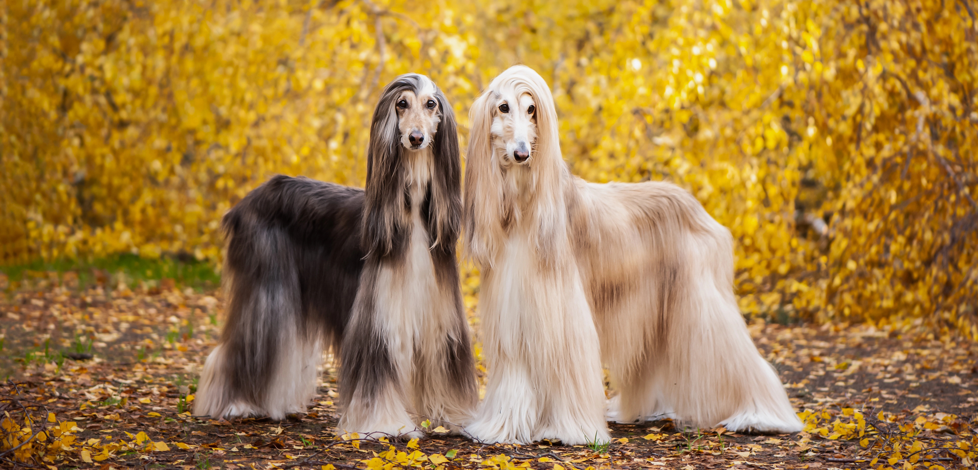 15 most beautiful dog breeds around the world