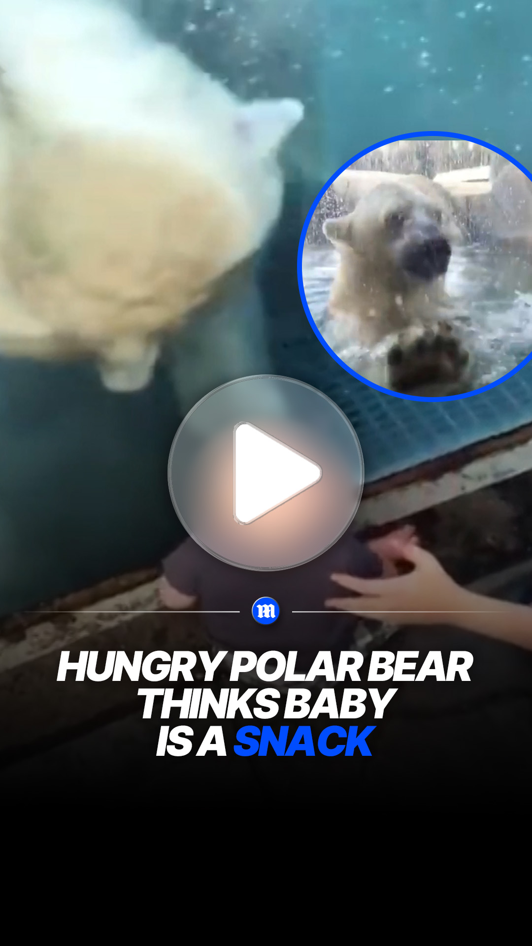 Polar bear approaches child during tense zoo encounter