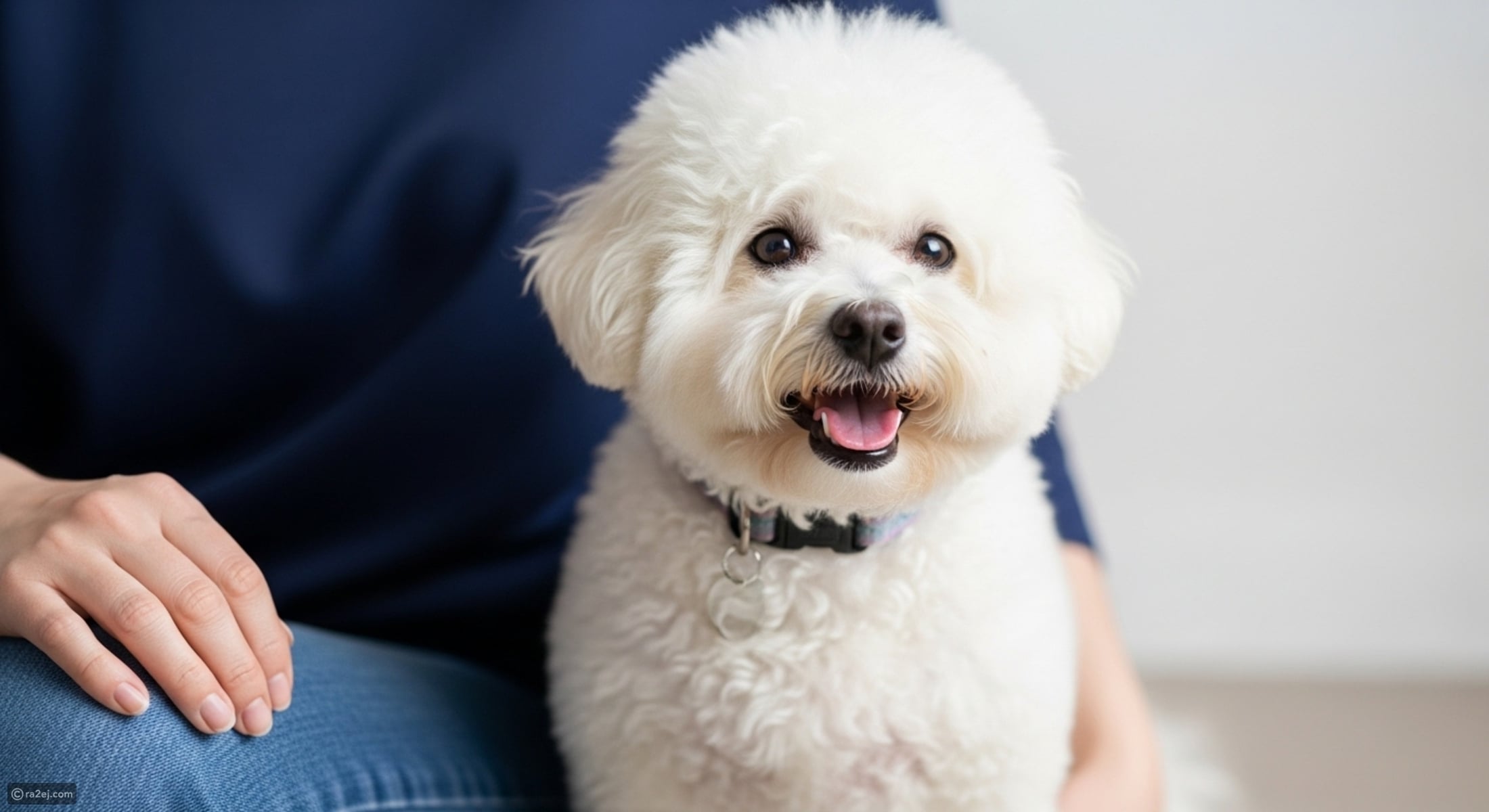 Find your perfect companion: 11 dog breeds that feel like true best friends