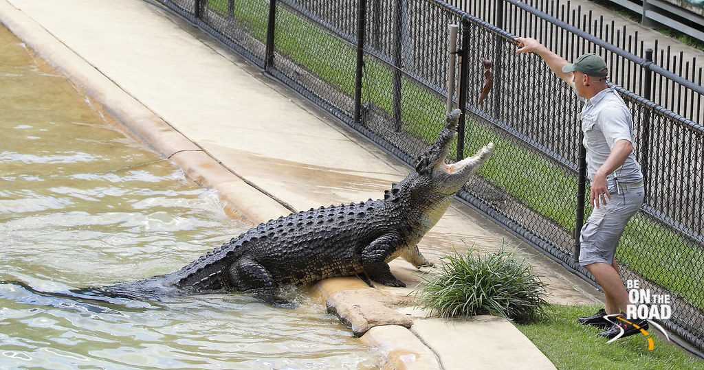 World’s most dangerous animals ranked