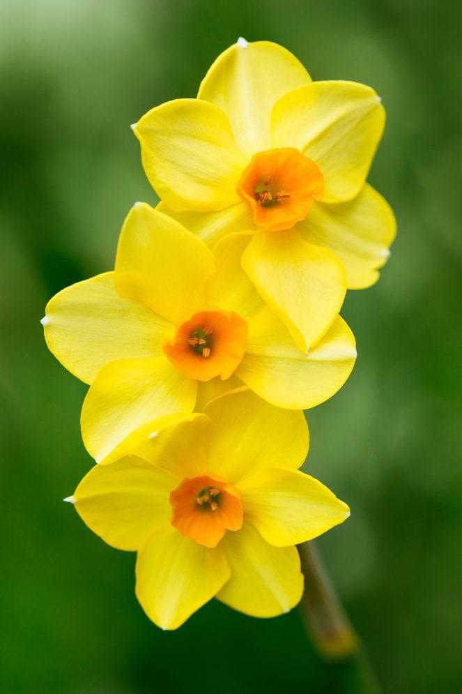 Daffodils not blooming? Here’s what to do
