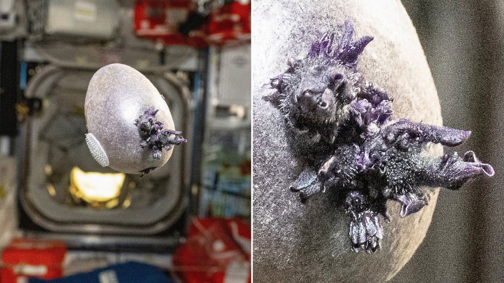 Strange ‘alien-like’ purple growth sprouts from a potato grown on the ISS