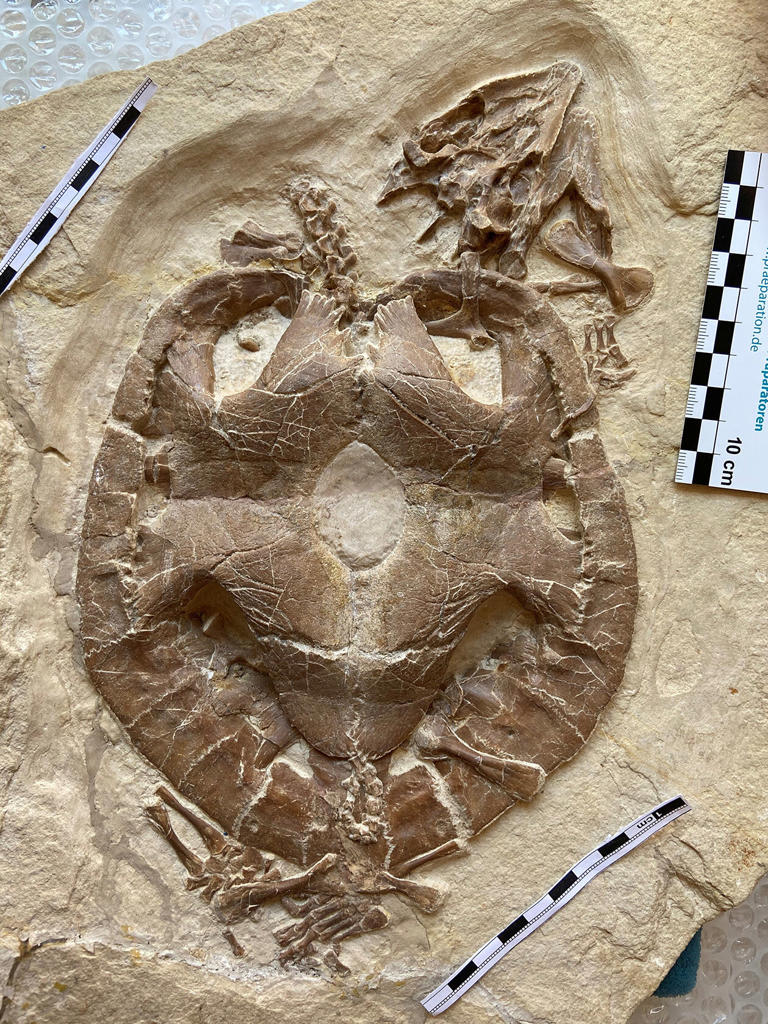 Shell-cracking turtles defied mass extinction at the end of the ...