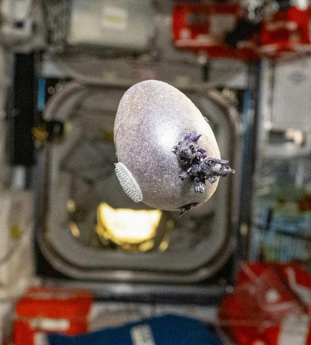 See it: NASA astronaut shares photo of egg-shaped object with tentacles ...