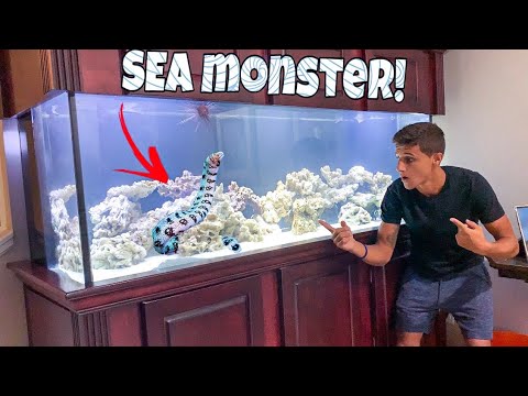 My new pet exotic snowflake eel!