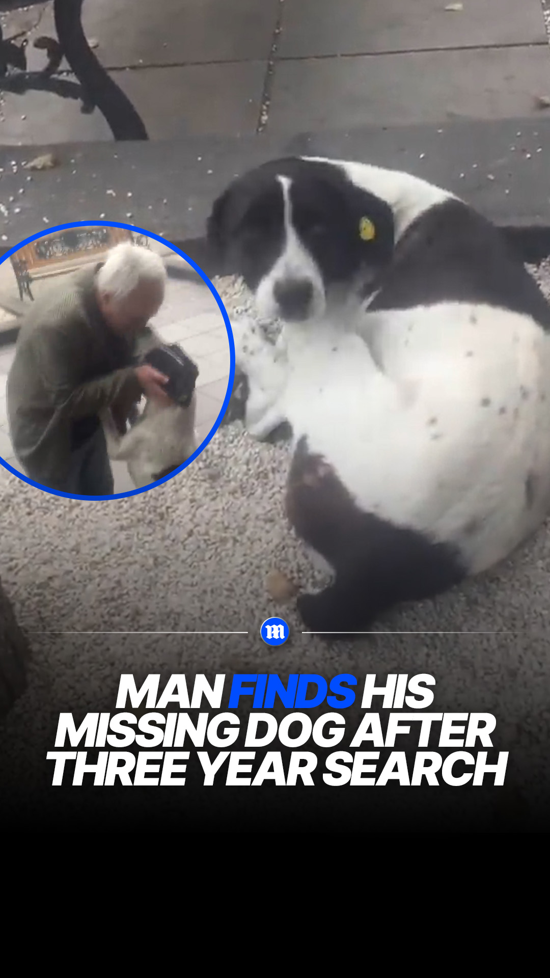 Missing dog reunites with owner after three years apart