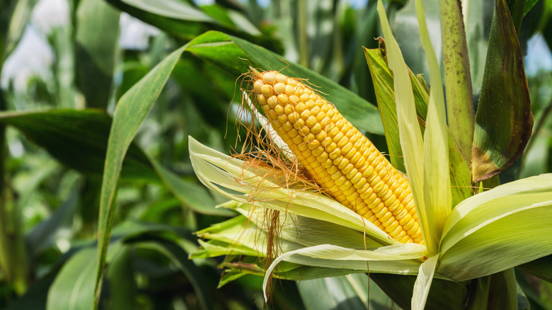 12 tips you need when cooking corn