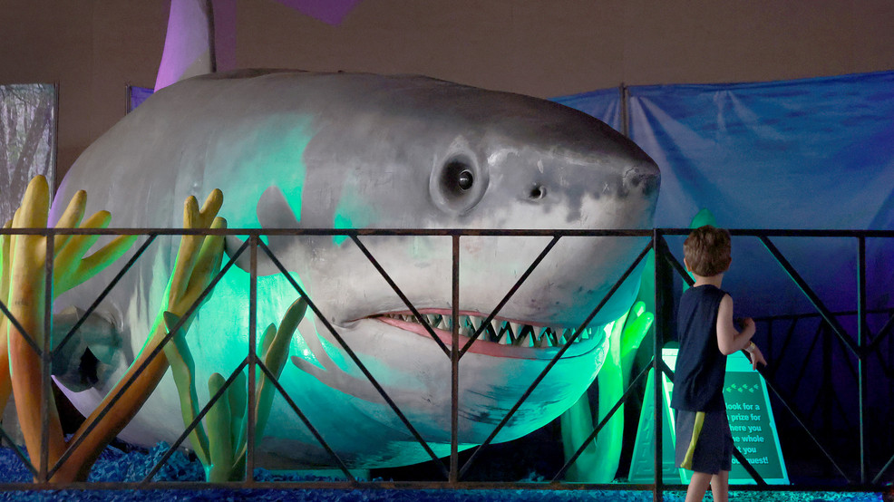 Maryland and the megalodon: The prehistoric shark could become an ...