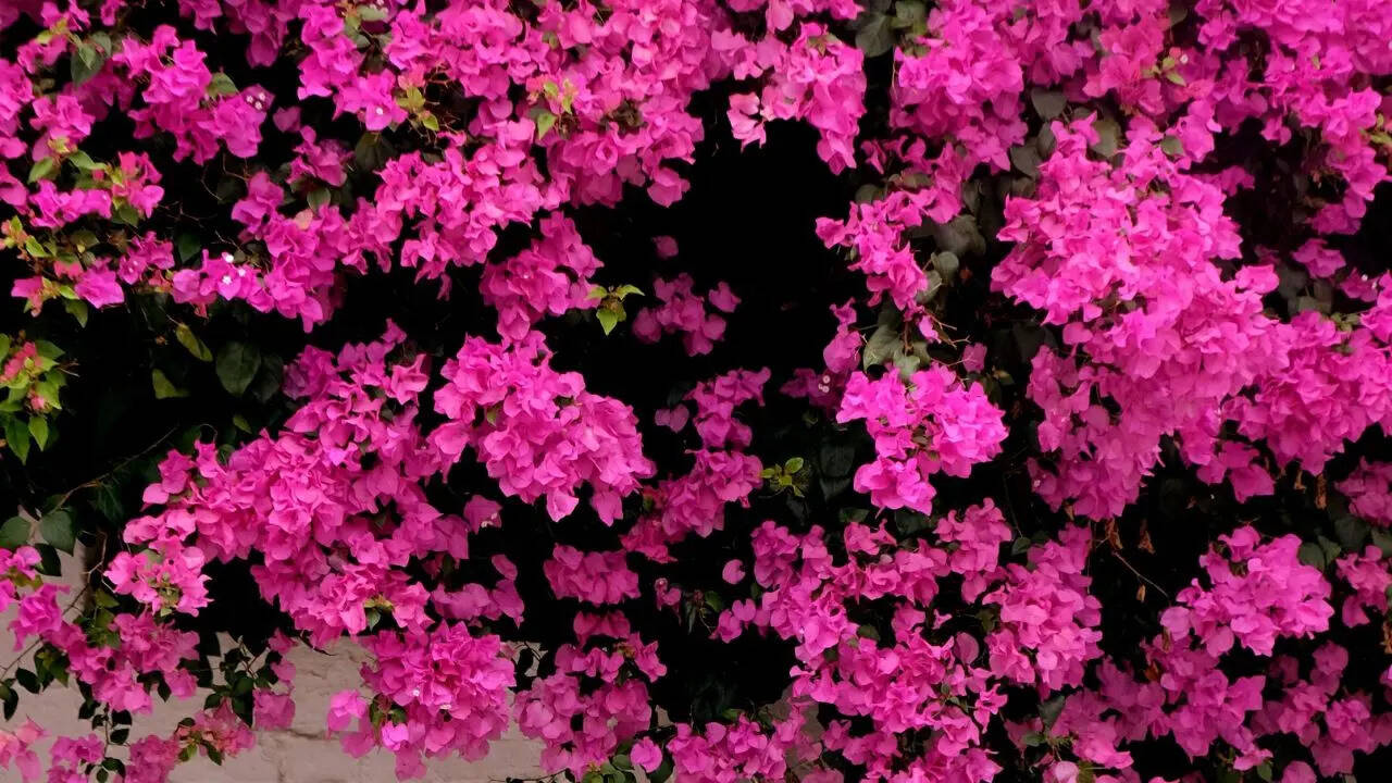 8 beautiful creepers to transform your balcony garden
