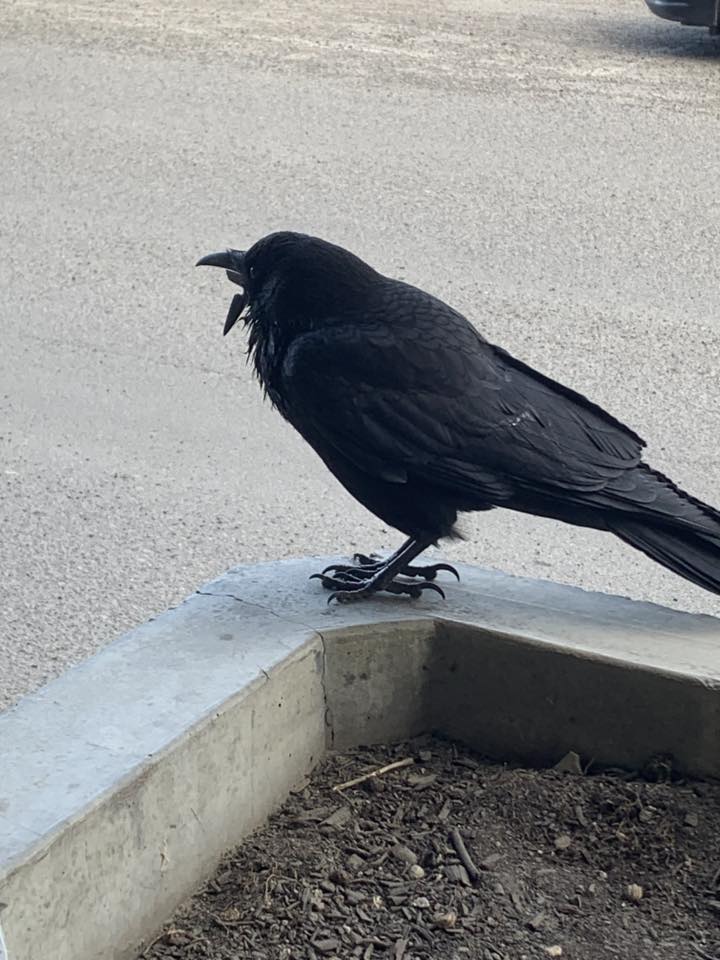 Crow with broken beak targeted for rescue mission in Prince George