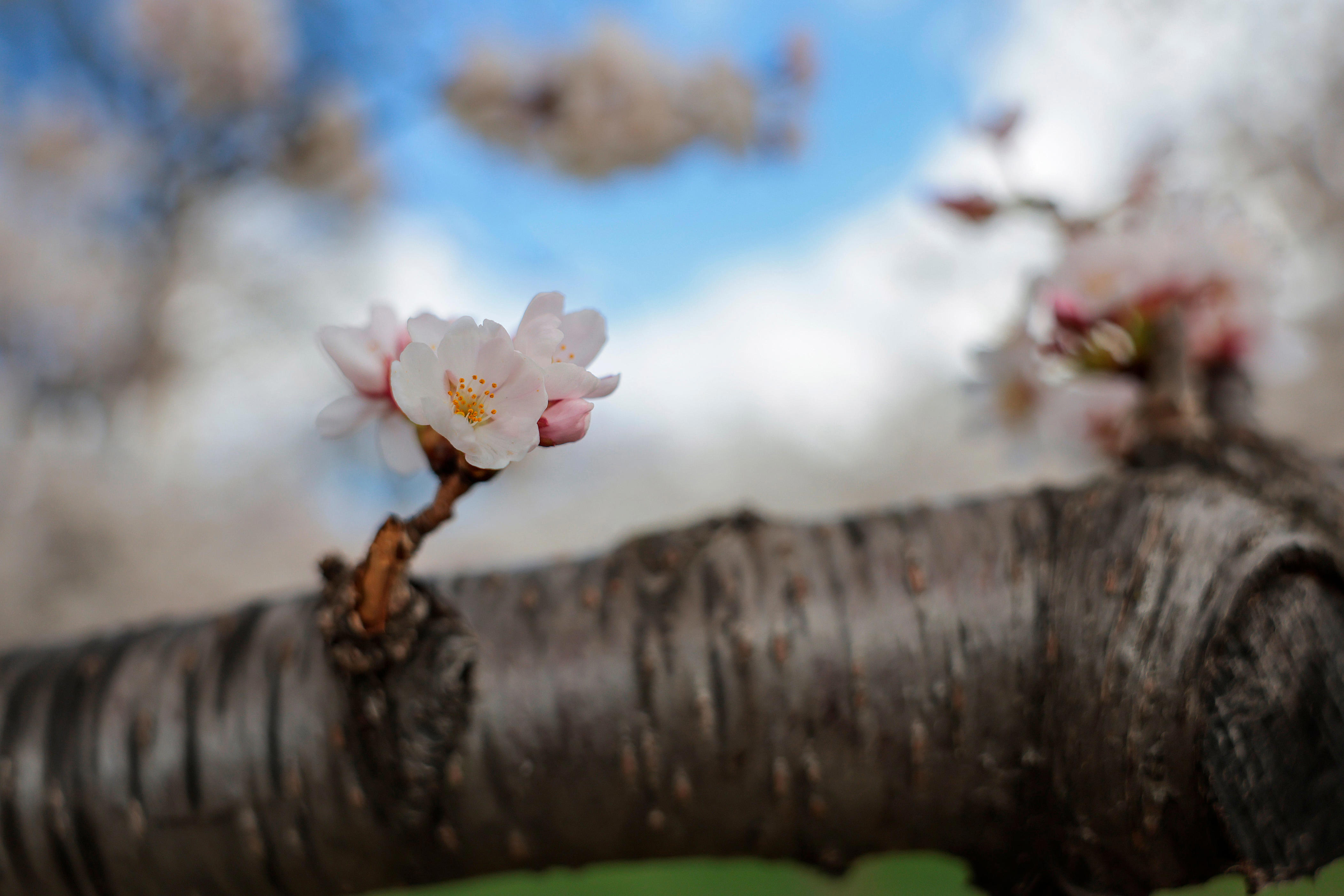 Why is the pollen count so high in Washington DC? What to know