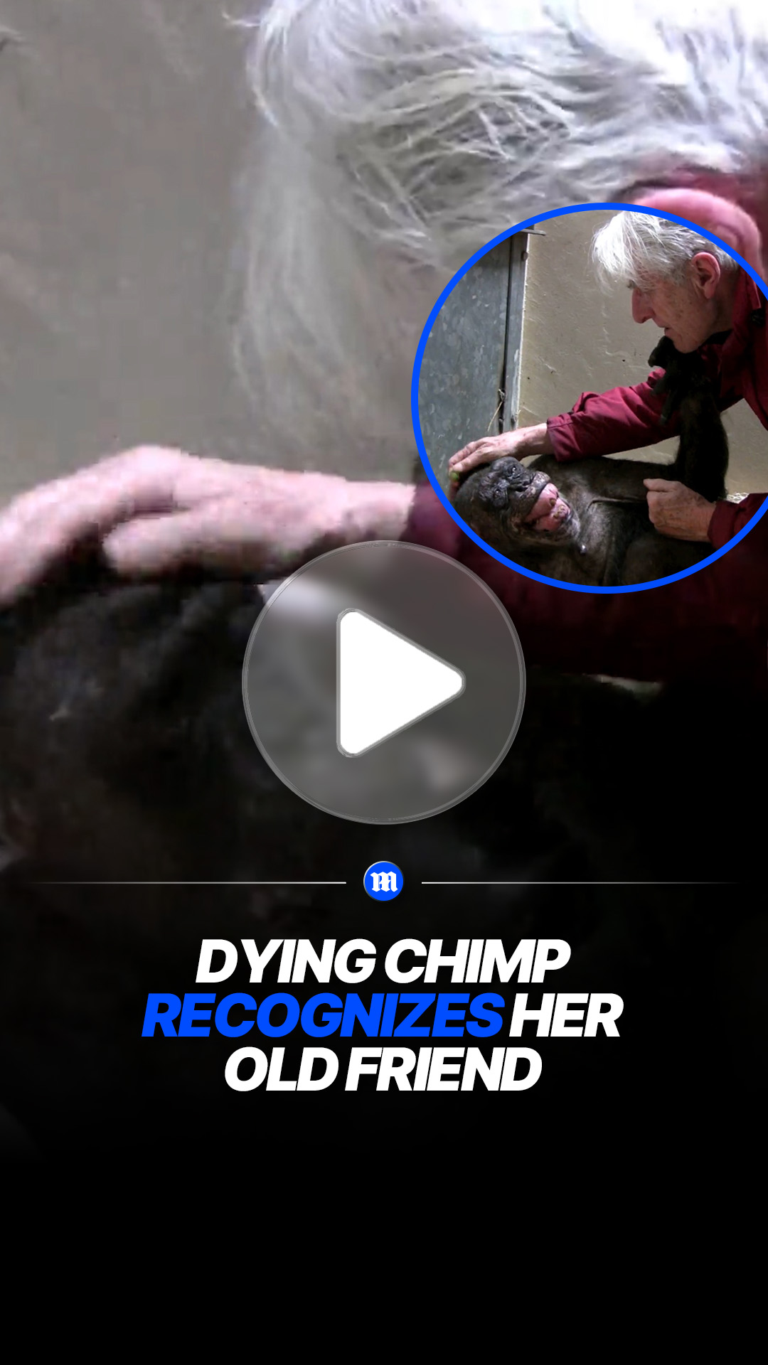 Chimpanzee shares emotional goodbye with longtime human friend