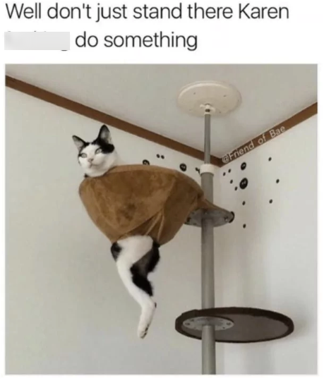 Funniest cat memes for feline fanatics