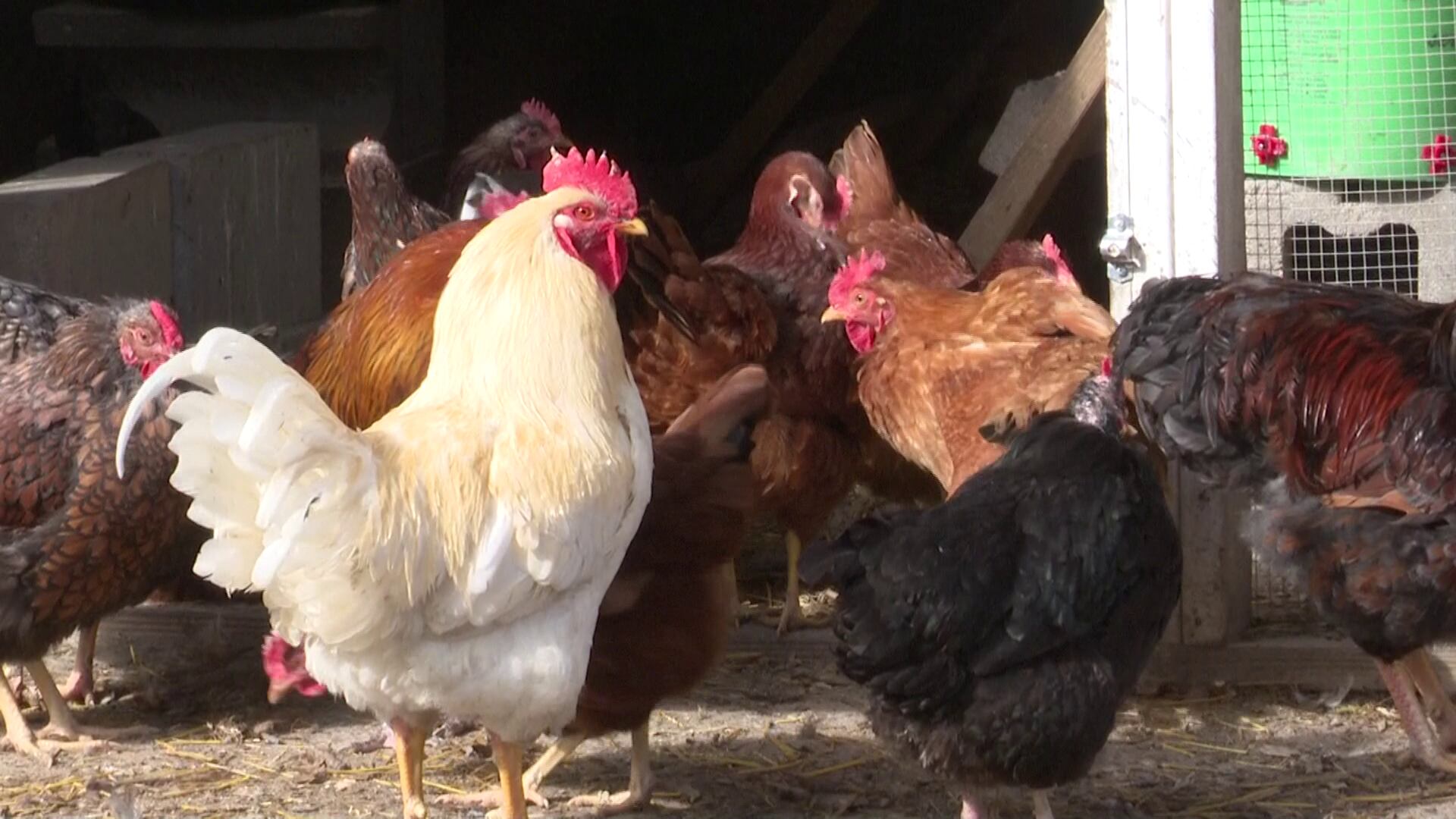 Michigan agriculture officials urge poultry owners to stay alert as ...