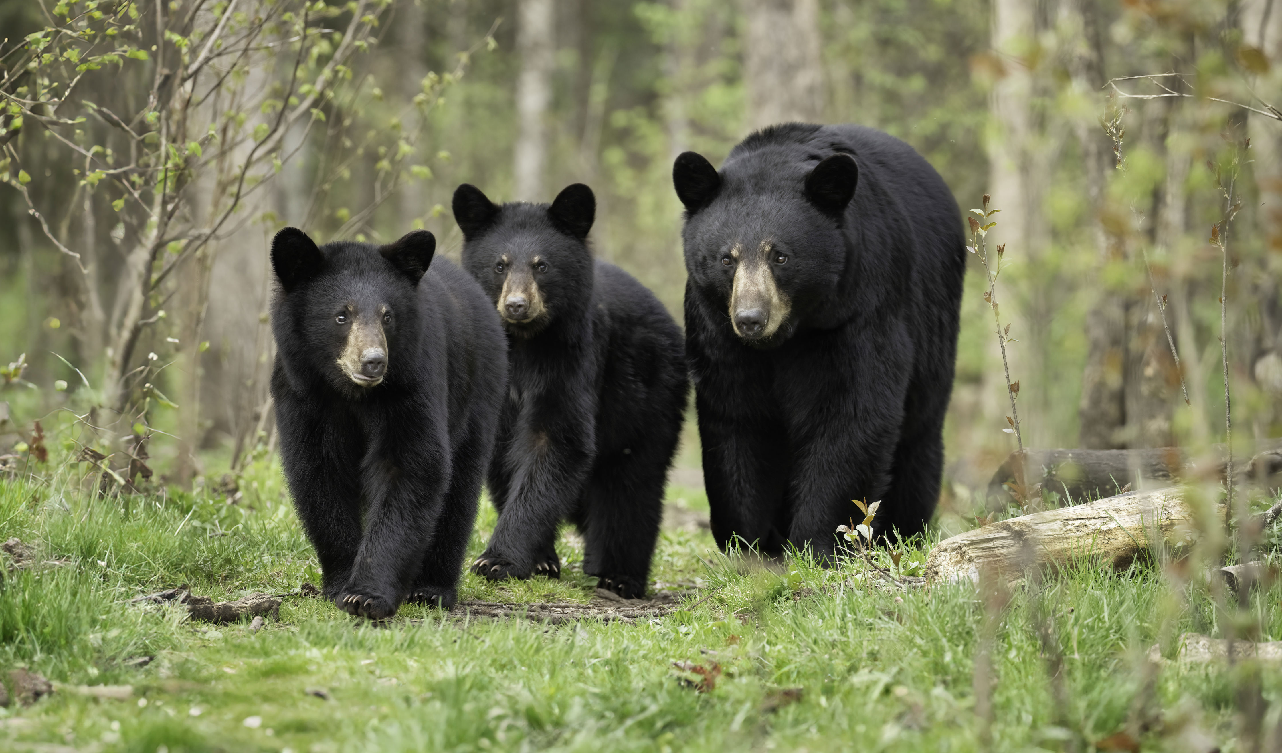 Mother bear euthanized after California encounter, leaving two cubs ...