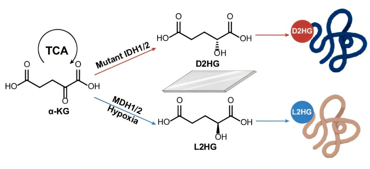 Protein modification discovery opens cancer therapy possibilities