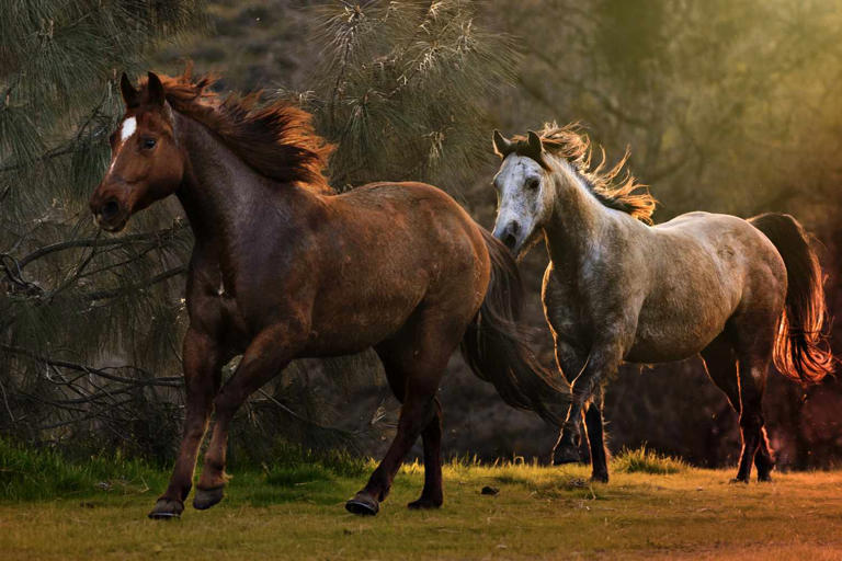 Over 14,000 wild horses are set to be rounded up and removed from the ...