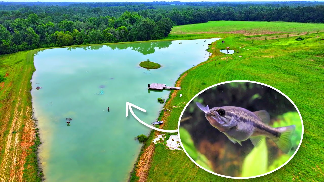 I added 300 goldfish to my pond!🐟