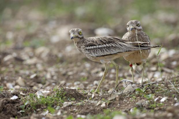 Walkers urged to take care to protect nesting birds