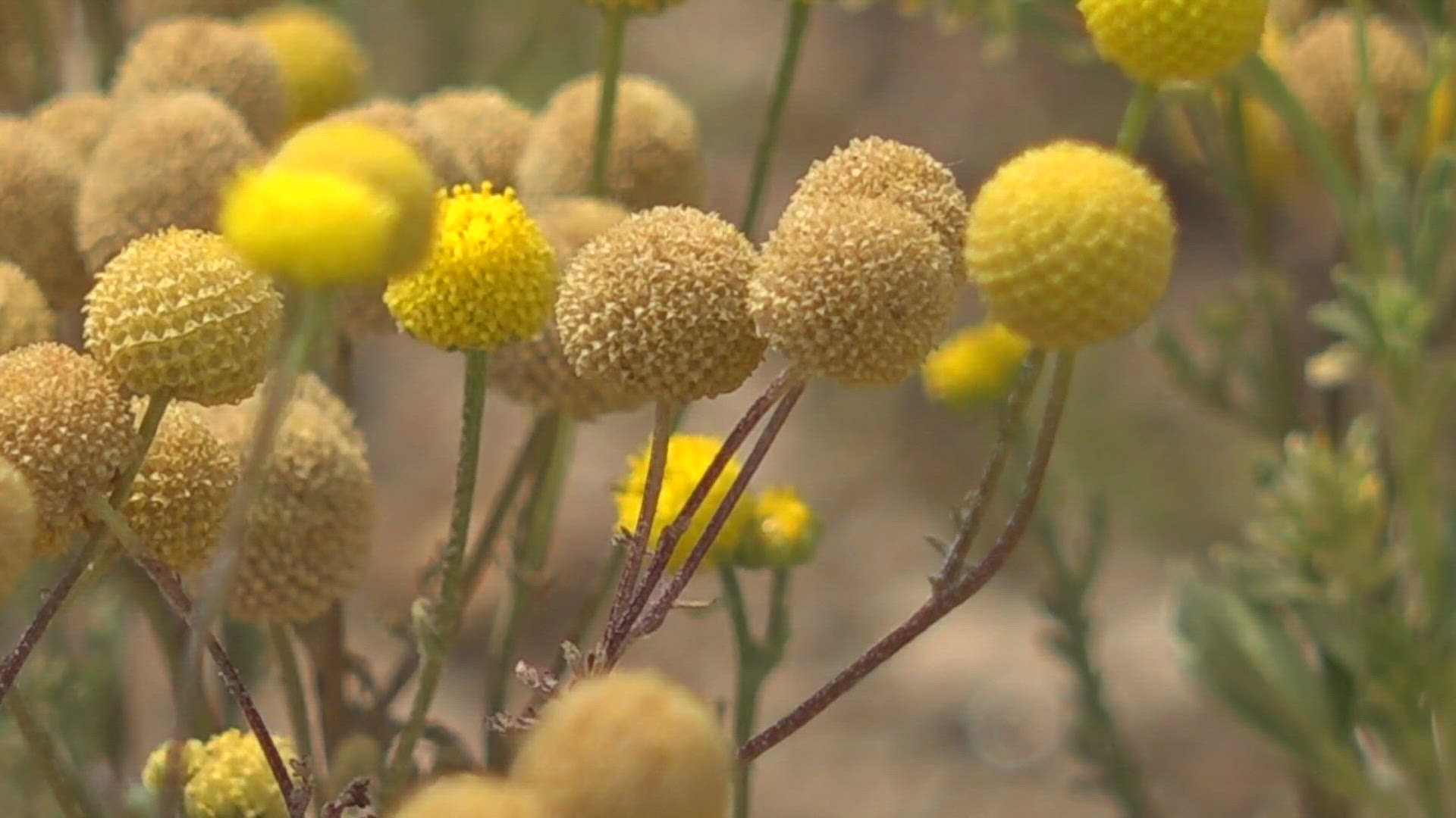 Valley residents urged to remove invasive 'stinknet'