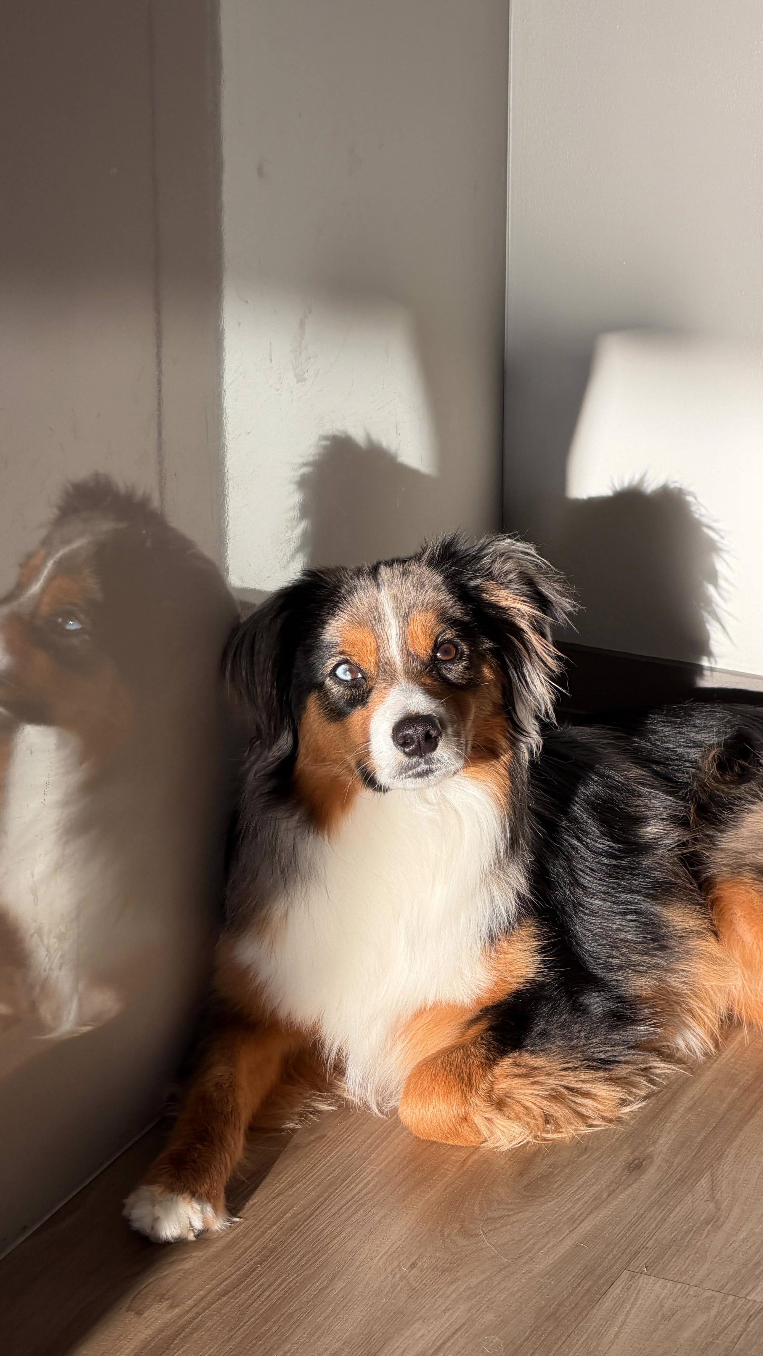 The kind of love only dog owners understand