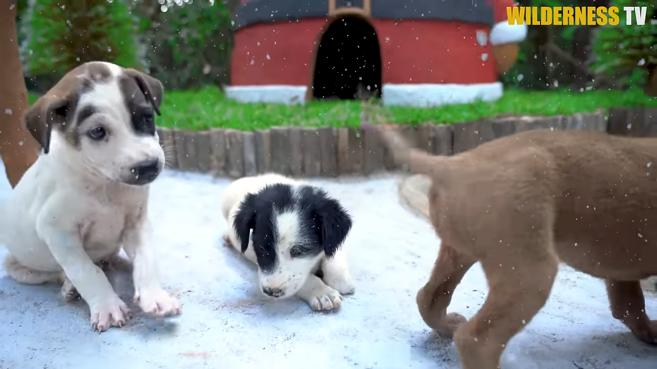 Watch these cold hungry puppies get a safe shelter just in time for ...