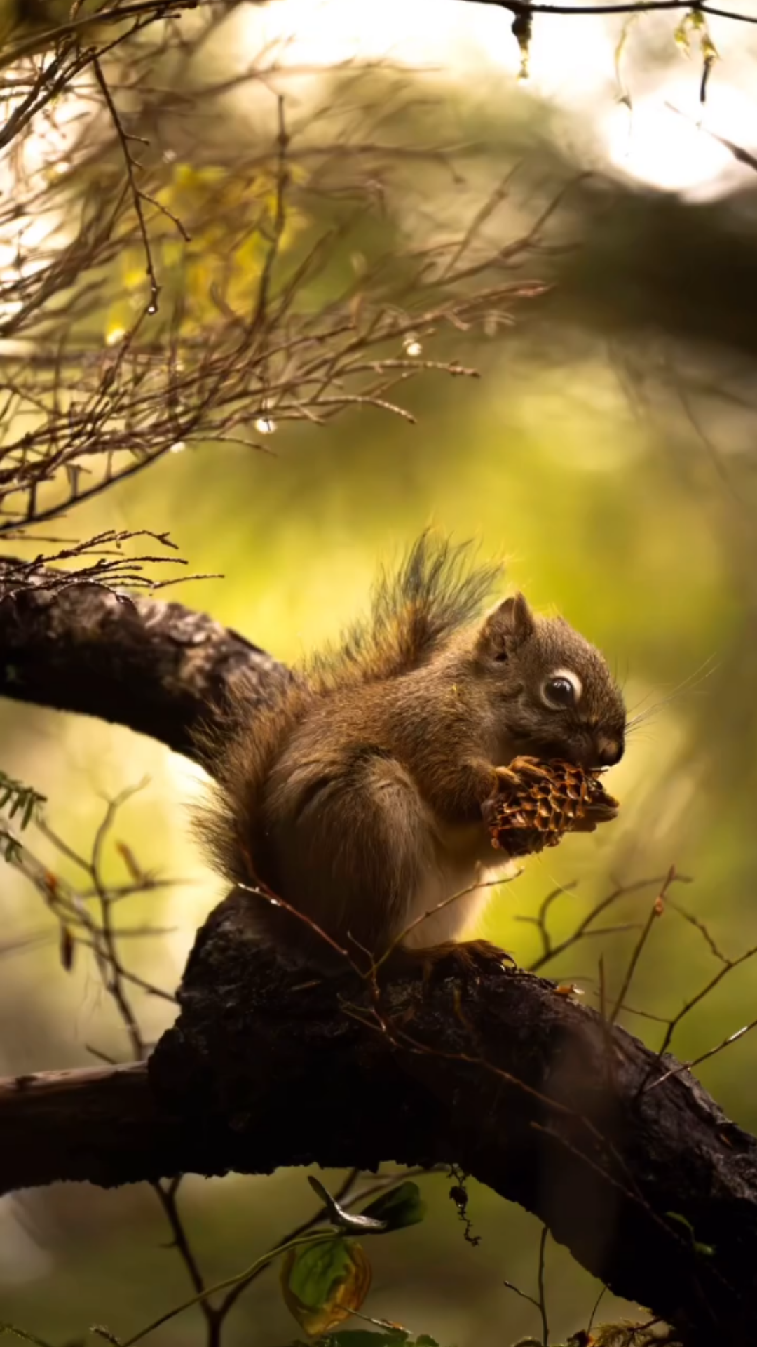 This squirrel moment is going viral and people can't stop watching