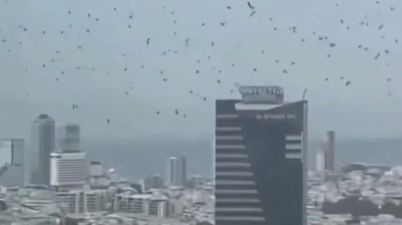 Tel Aviv, il cielo si oscura di corvi: il video virale tra paura e ...