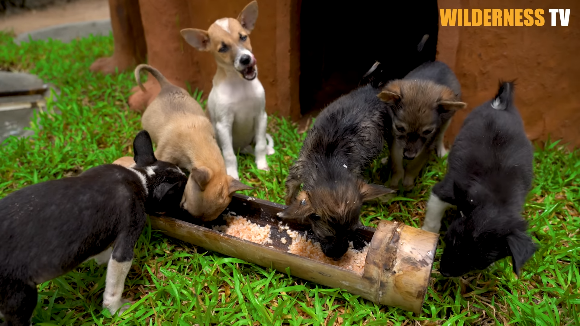 Watch scared little dogs finally feel safe in their magical jungle house