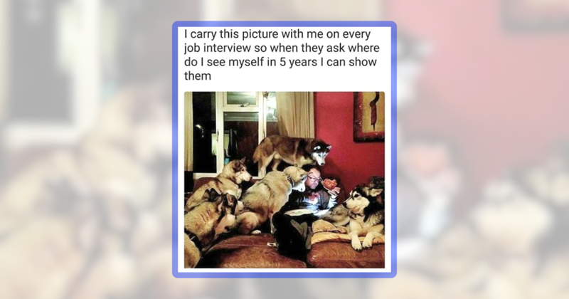 23 husky memes to shed happiness on today like their fur in spring