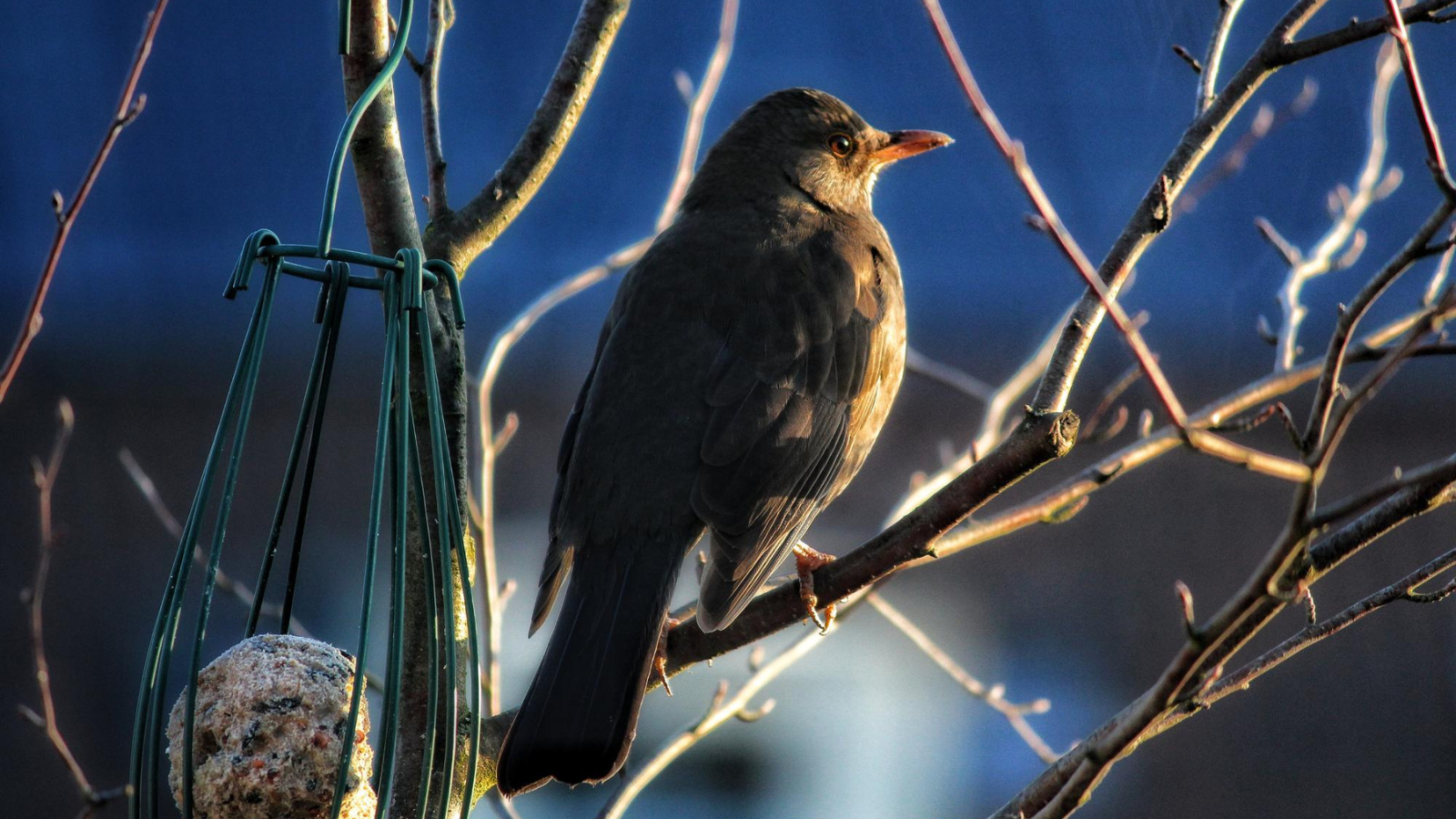 6 birds you’ll only spot after sunset